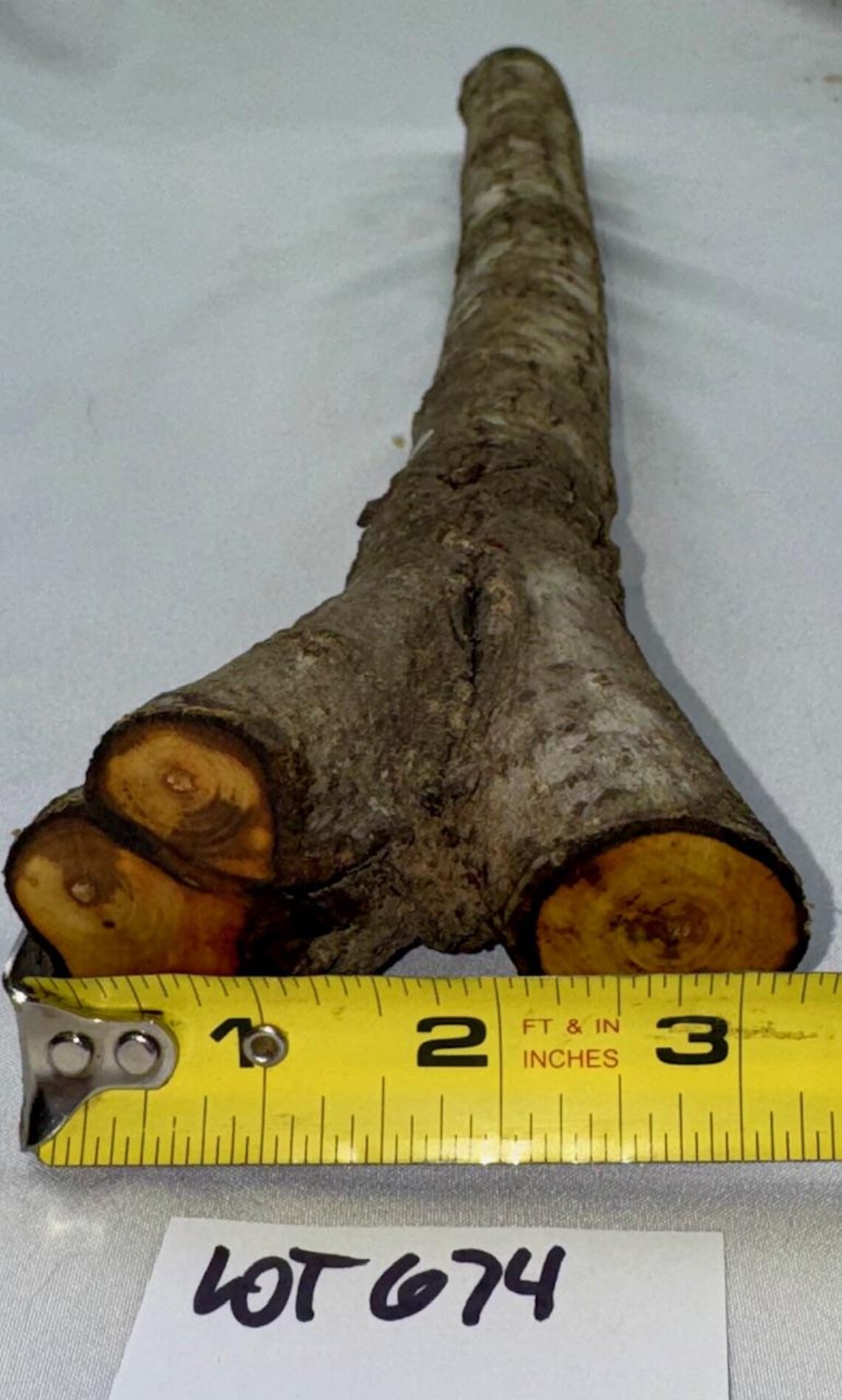 Black Walnut Craft Log With Branch Junction, 19 X 1.75 Inches (stump ...