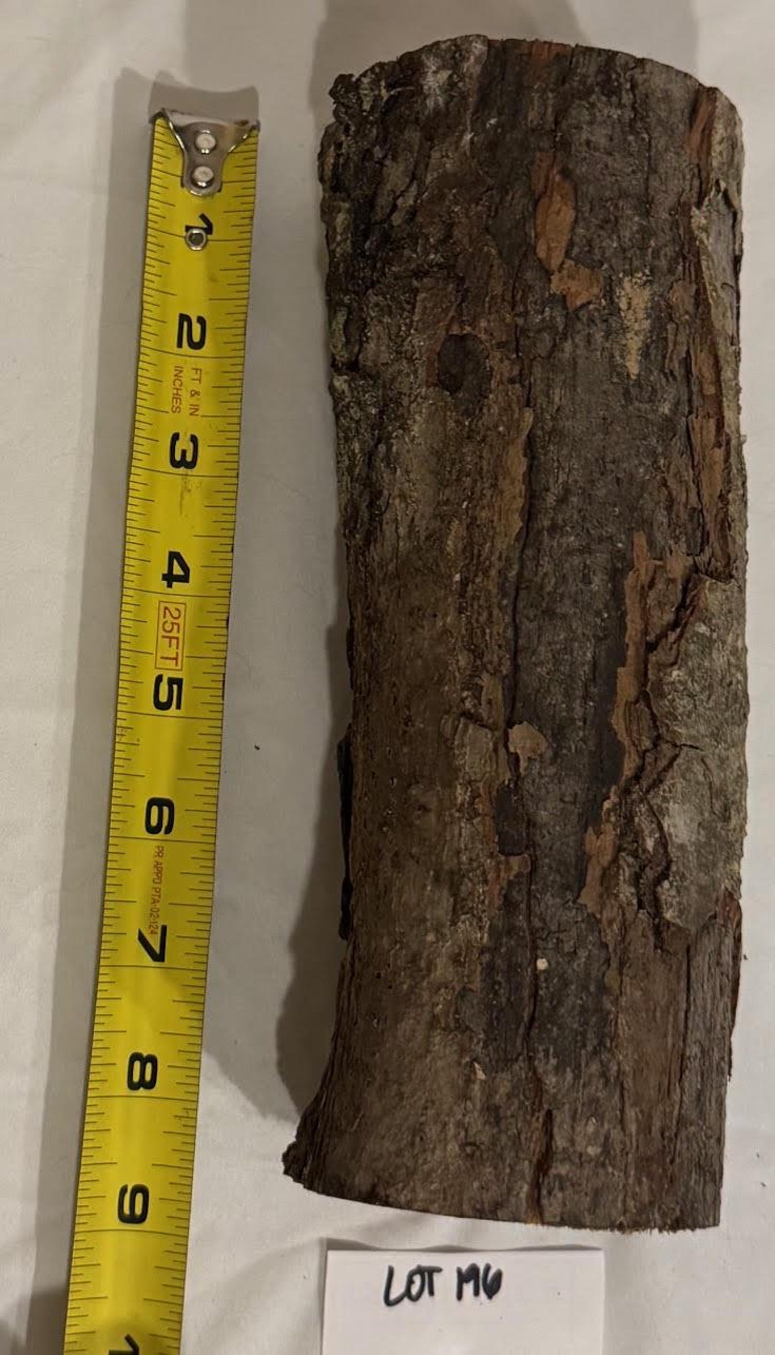 One Piece Lightly Spalted Oak Craft Log for Wood Working, Wood Carving ...