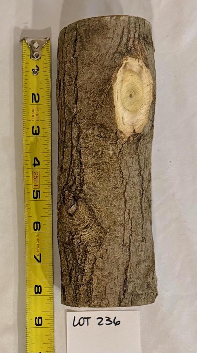 Mulberry Craft Log for Wood Working, Wood Turning, Wood Carving, Crafts ...