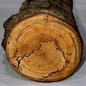 Spalted Maple Craft Log, Project Wood for Woodworking, Wood Carving ...