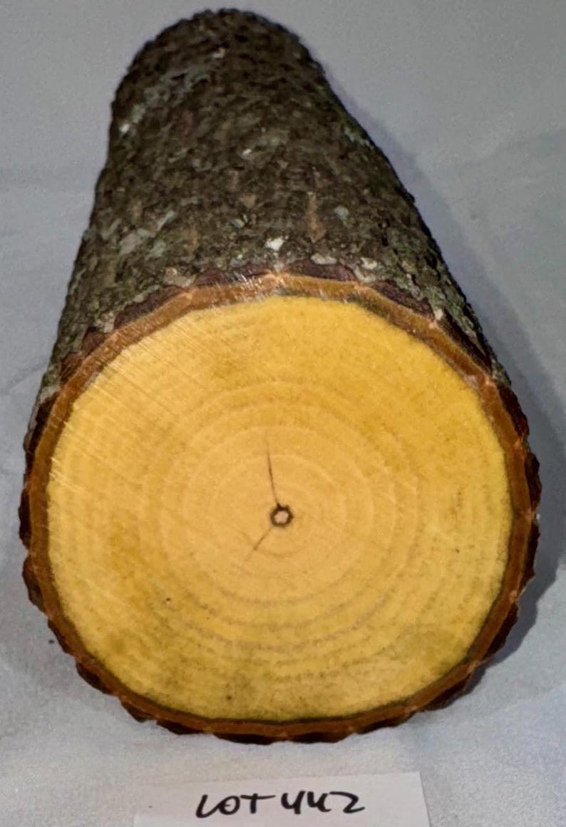 Persimmon Project Log, Green Project Wood for Woodworking, Wood Carving ...