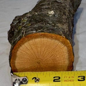 Honey Locust Craft Log, Wood Carving, Wood Turning Blank - Etsy