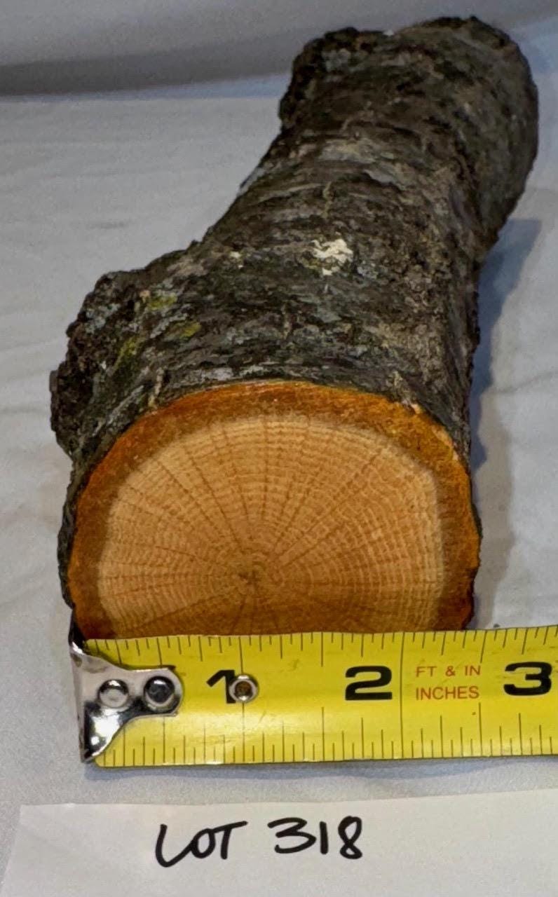 Honey Locust Craft Log, Green Project Wood for Wood Working, Wood ...