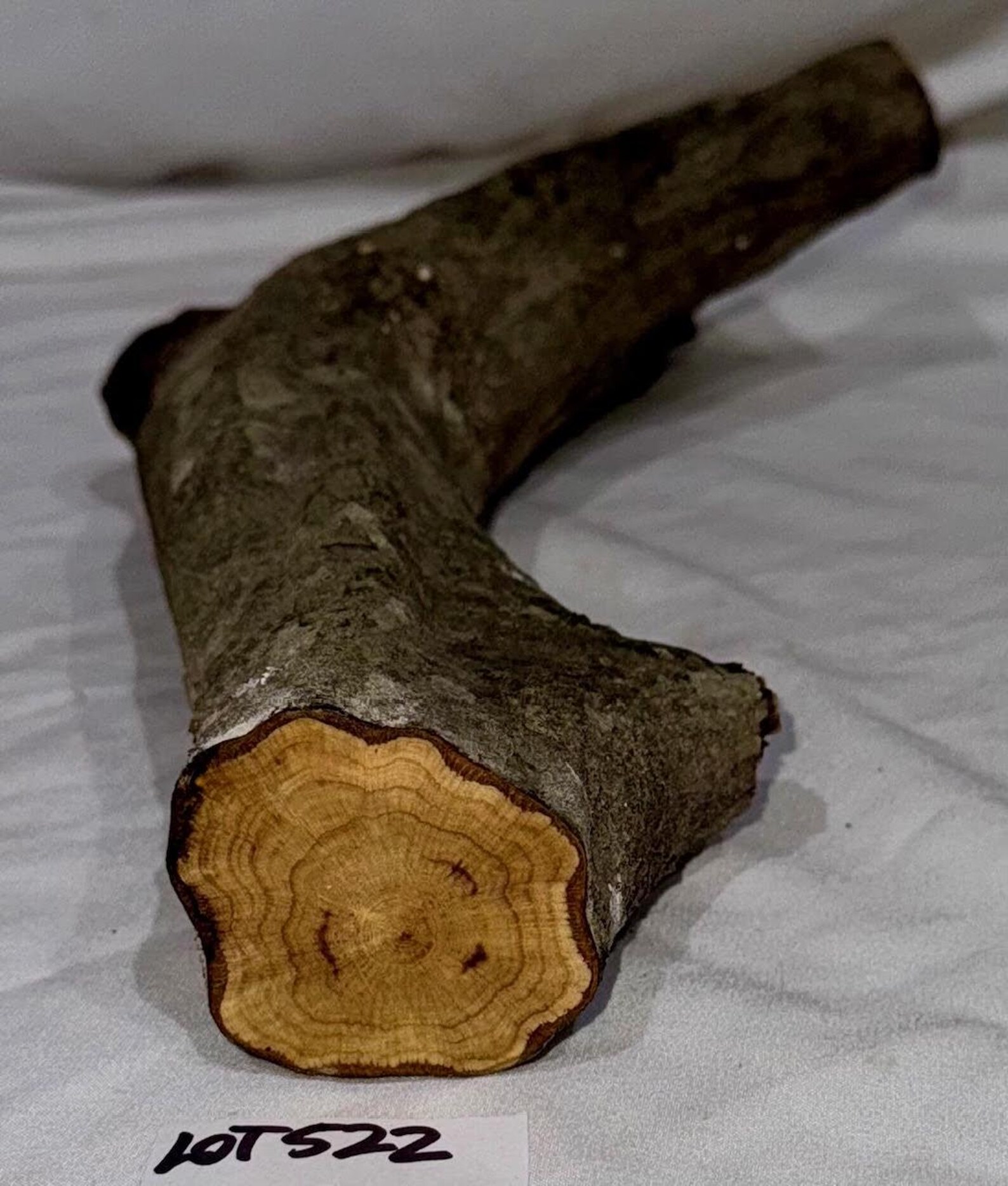 Musclewood Branch Junction, Woodworking Project Log (14.25 Inches) - Etsy