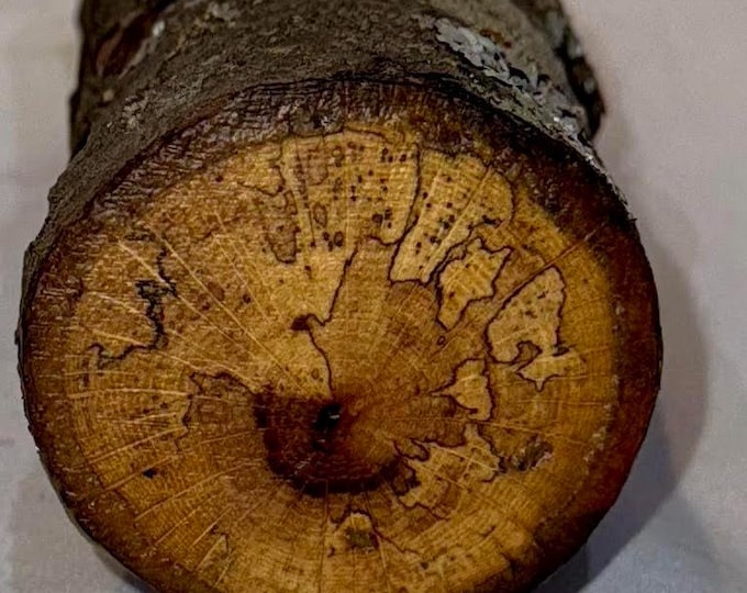 Spalted Red Oak Craft Log, Project Wood for Woodworking, Wood Carving ...