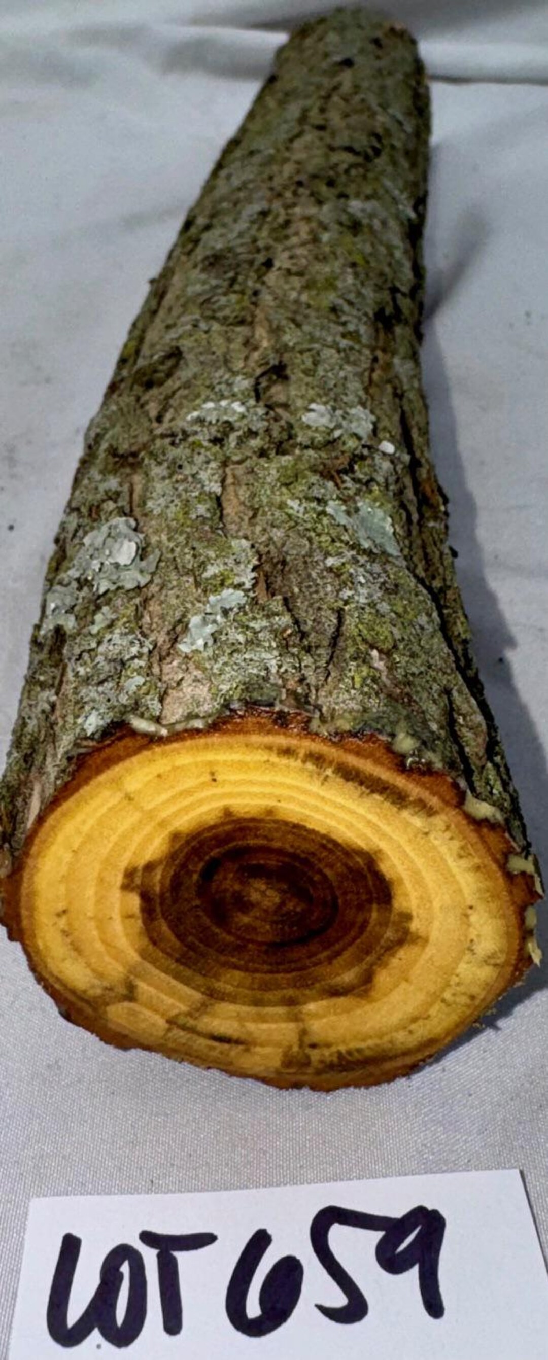Black Locust Project Log, 15.5 X 2 Inches Green Wood - Etsy