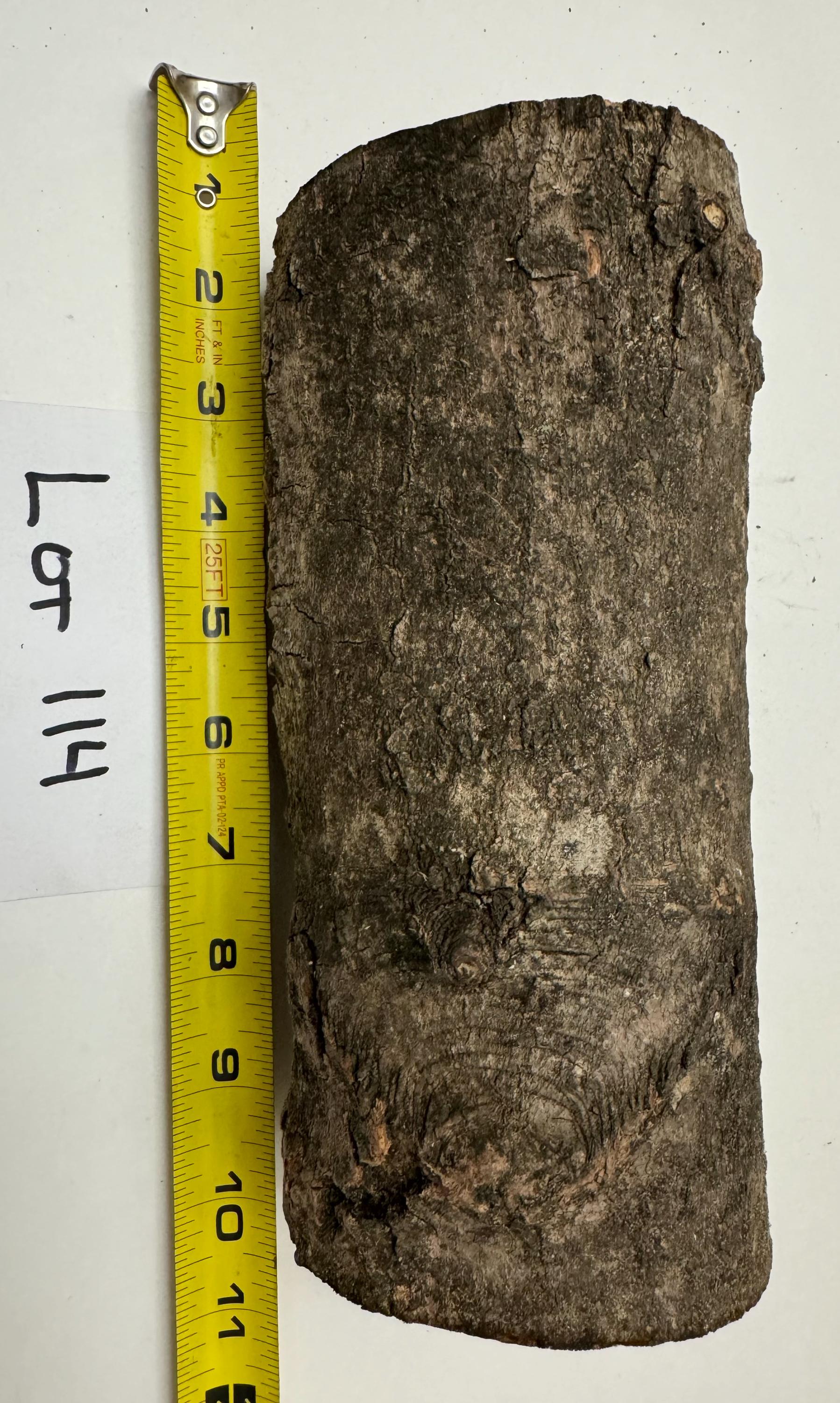 One Piece Spalted Maple Craft Log for Woodturning, Woodworking, Turning ...
