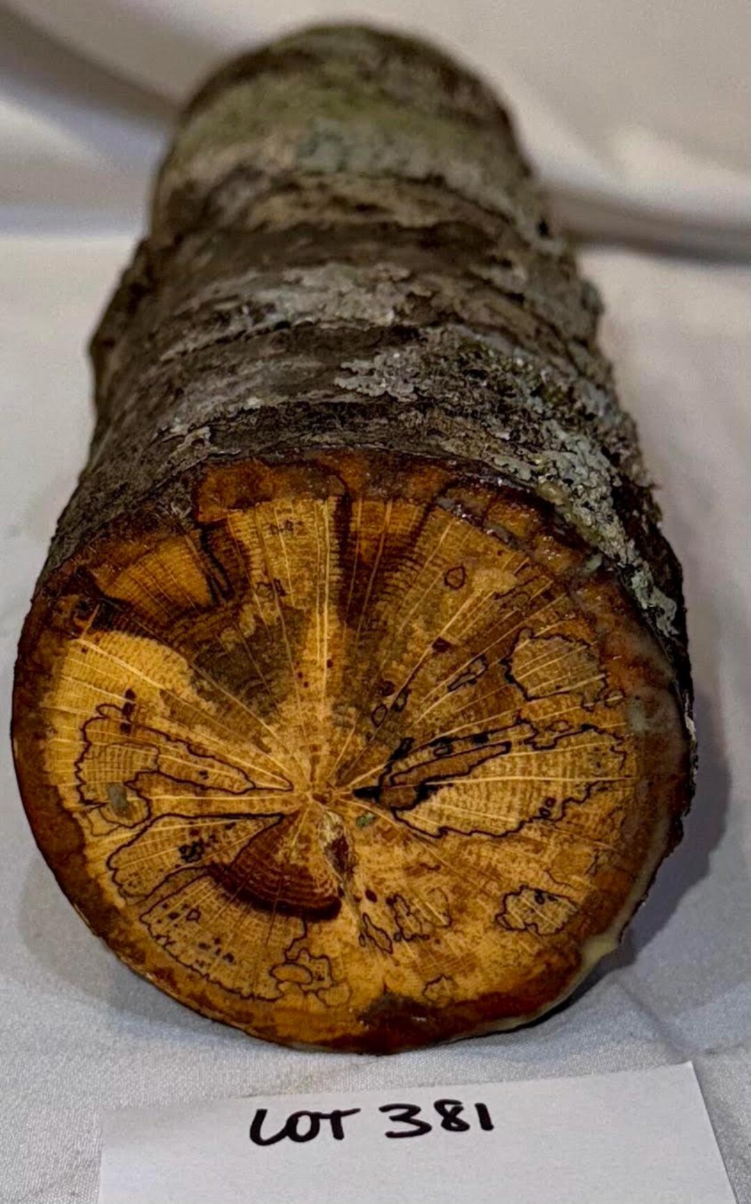 Spalted Red Oak Project Log, Craft Wood for Woodworking, Wood Carving ...