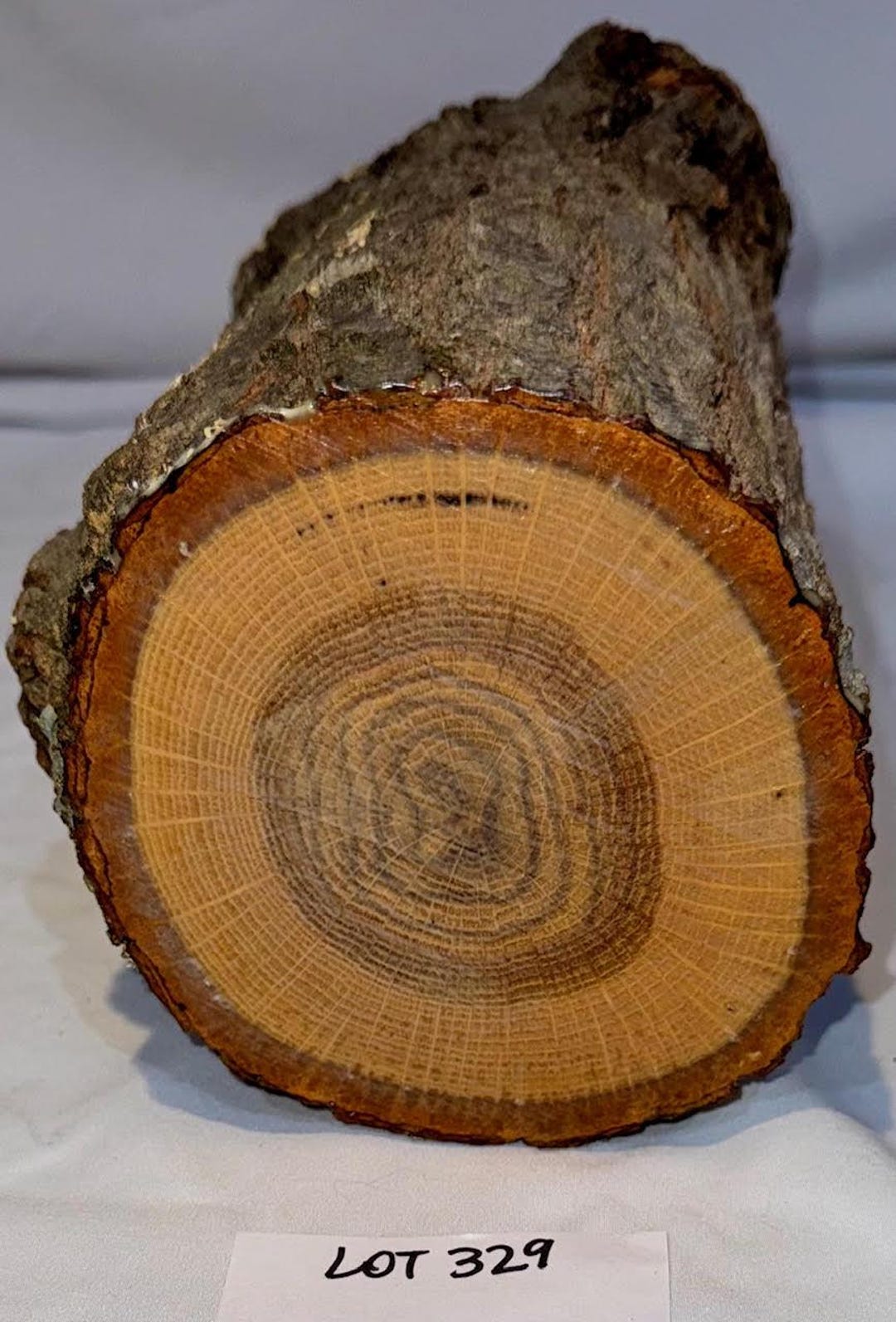 Honey Locust Craft Log With Burl, Project Wood for Wood Working, Wood ...