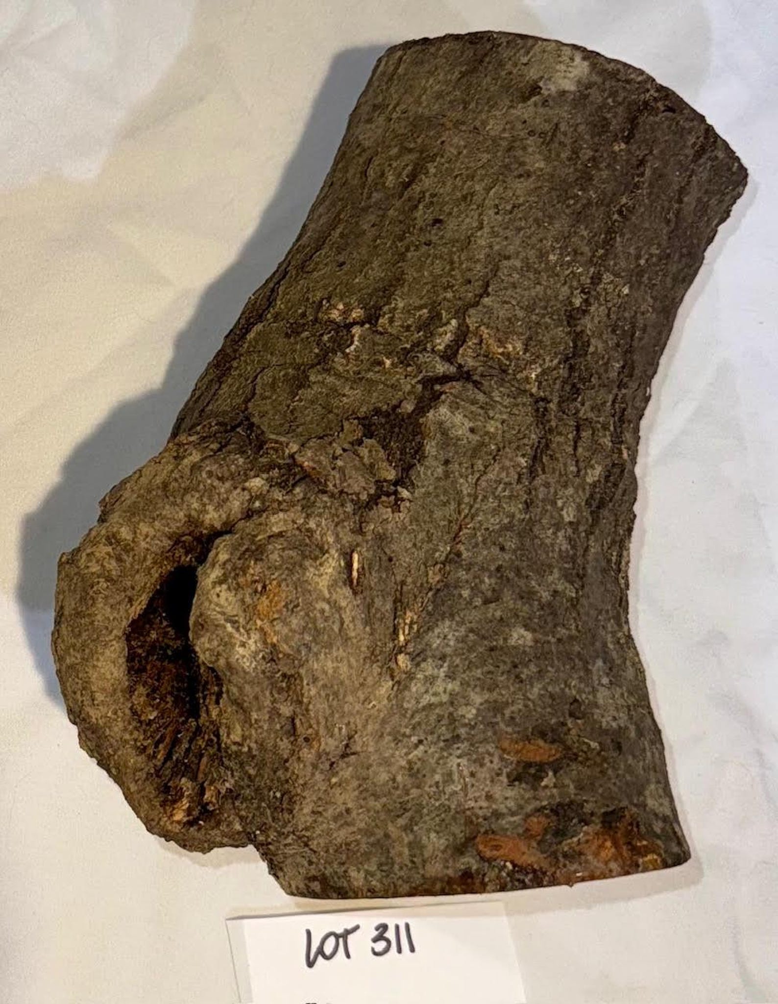 Beautiful Spalted Red Oak Craft Log With Branch Junction Crotch ...