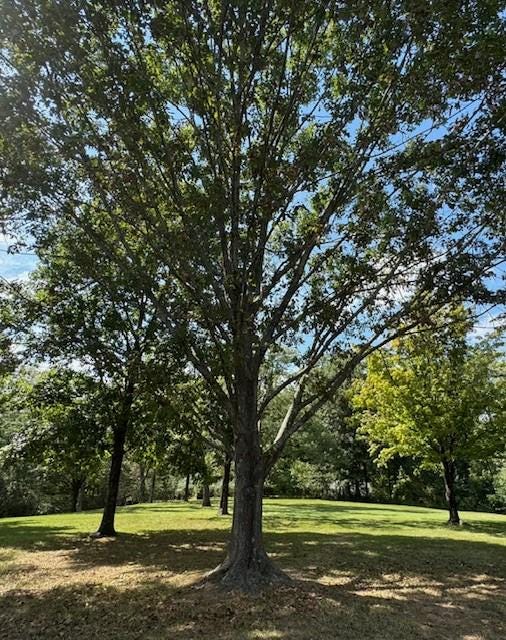 12+ Northern Red Oak Acorns, Live Acorns, Craft Acorns, Seasonal ...