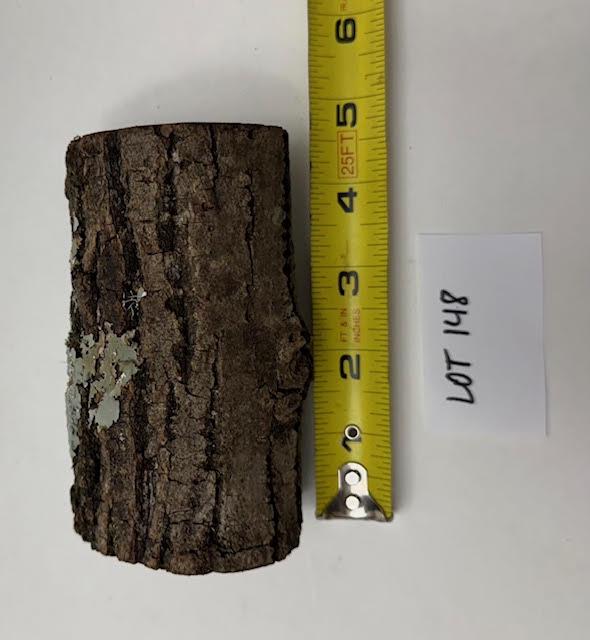 One Piece Black Walnut Craft Log for Woodworking, Woodturning, Turning ...