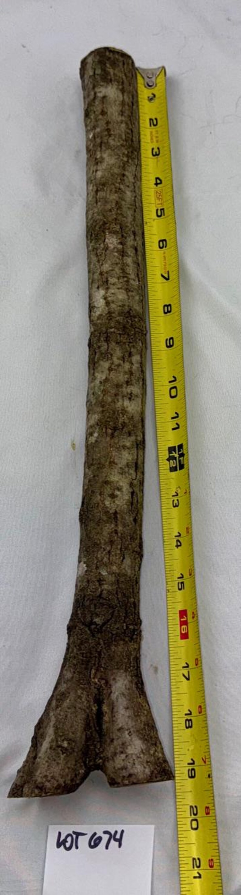 Black Walnut Craft Log With Branch Junction, 19 X 1.75 Inches (stump ...