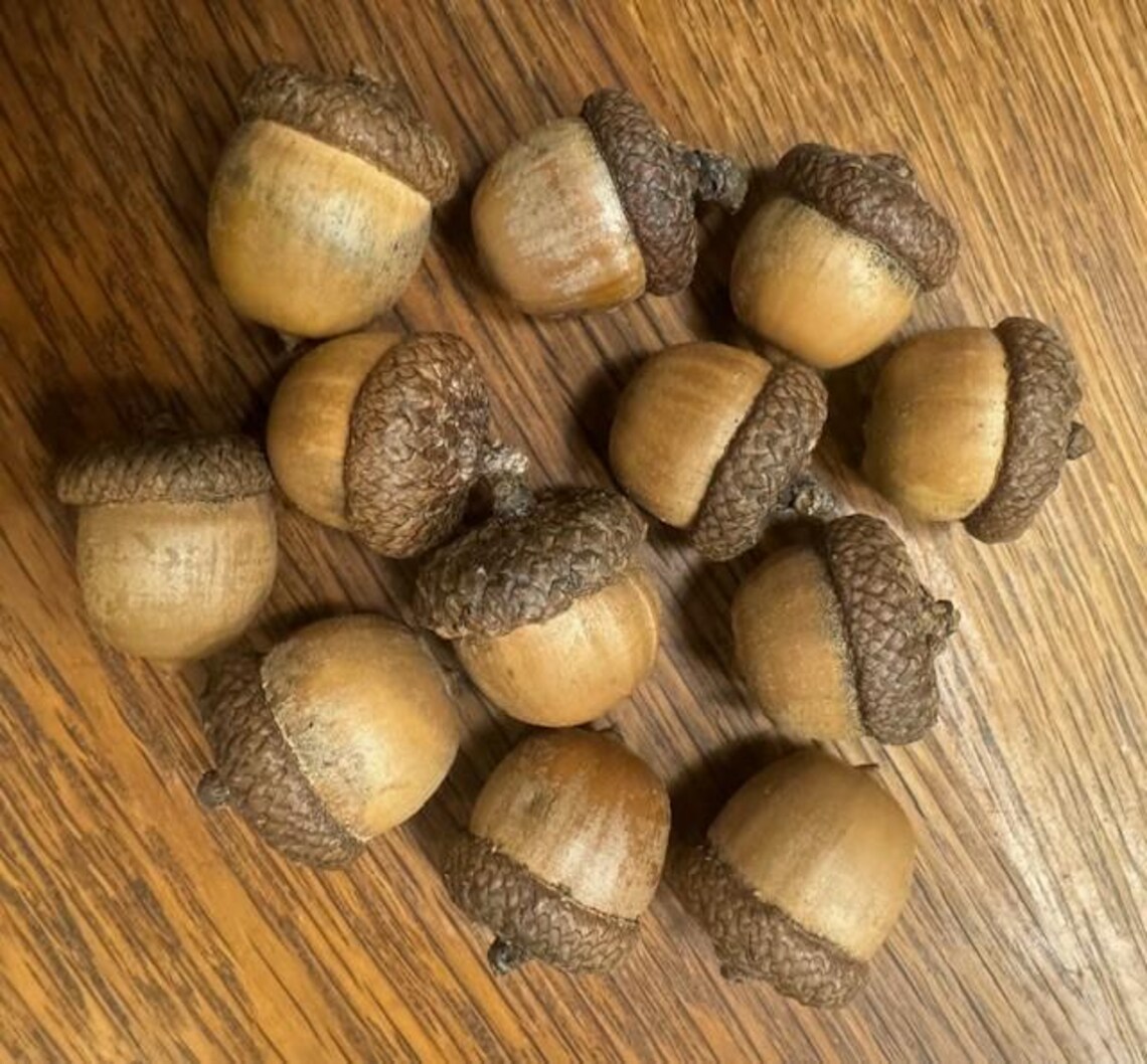 12+ Northern Red Oak Craft Acorns, Craft Supplies, Seasonal Decoration ...