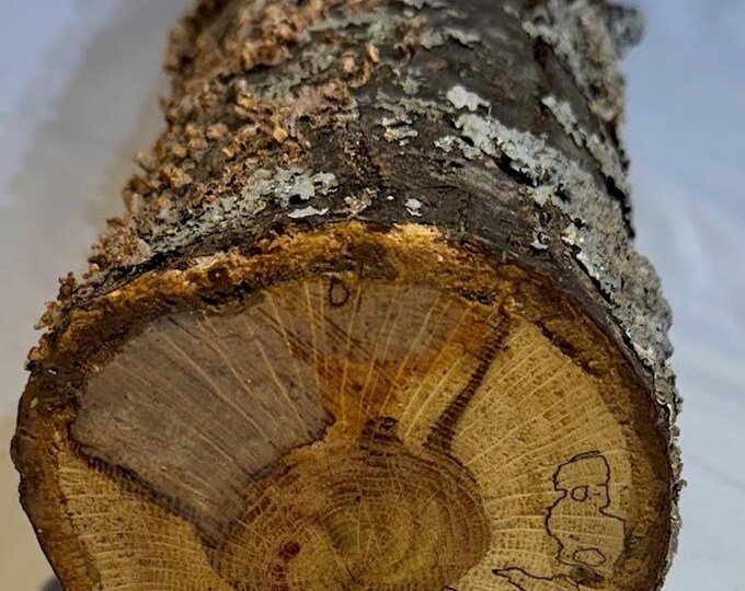 Large Spalted Red Oak Craft Log, Project Wood for Wood Working, Wood ...