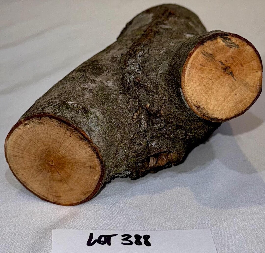 Honey Locust Craft Log With Branch Junction Crotch, Green Project Wood ...