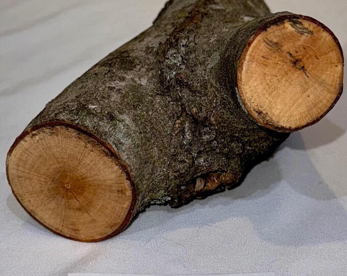Honey Locust Craft Log With Branch Junction Crotch, Green Project Wood ...