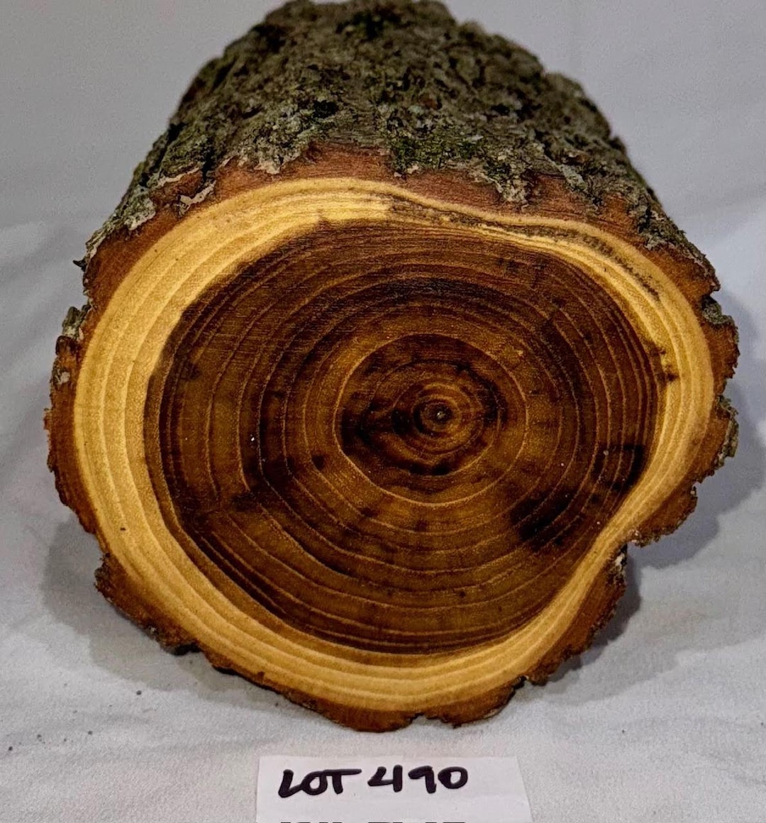 Black Locust Craft Log, Project Wood for Woodworking, Wood Turning ...