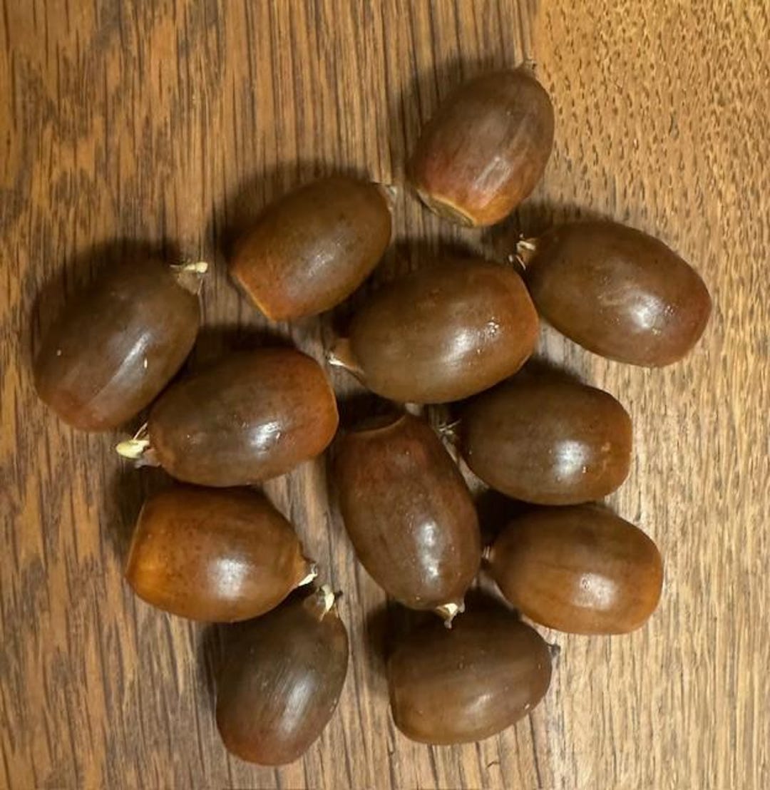 12 Natural Organic White Oak Acorns, Planting, Decor, Organic Acorns - Etsy