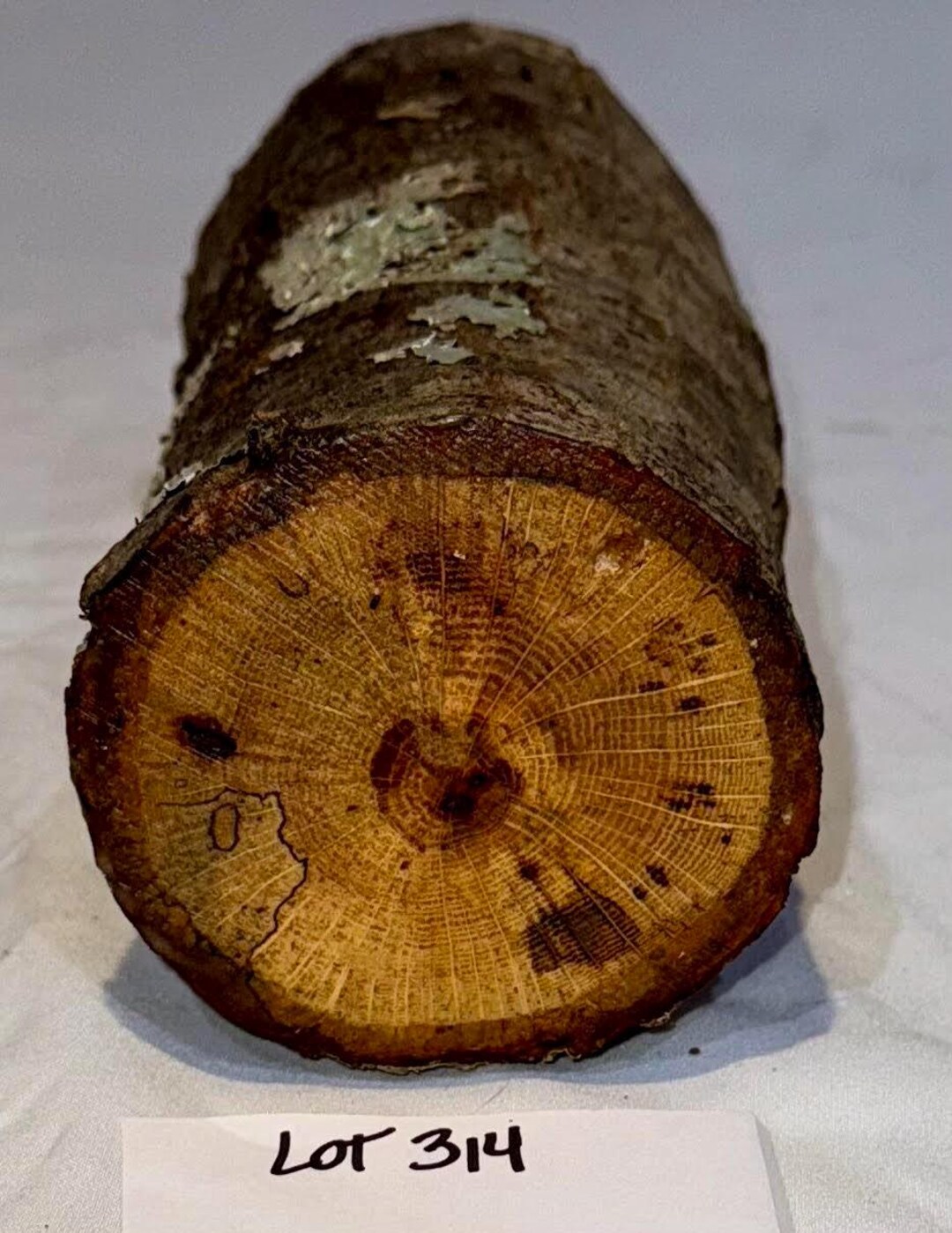 Spalted Red Oak Craft Log, Project Wood for Wood Working, Wood Turning ...