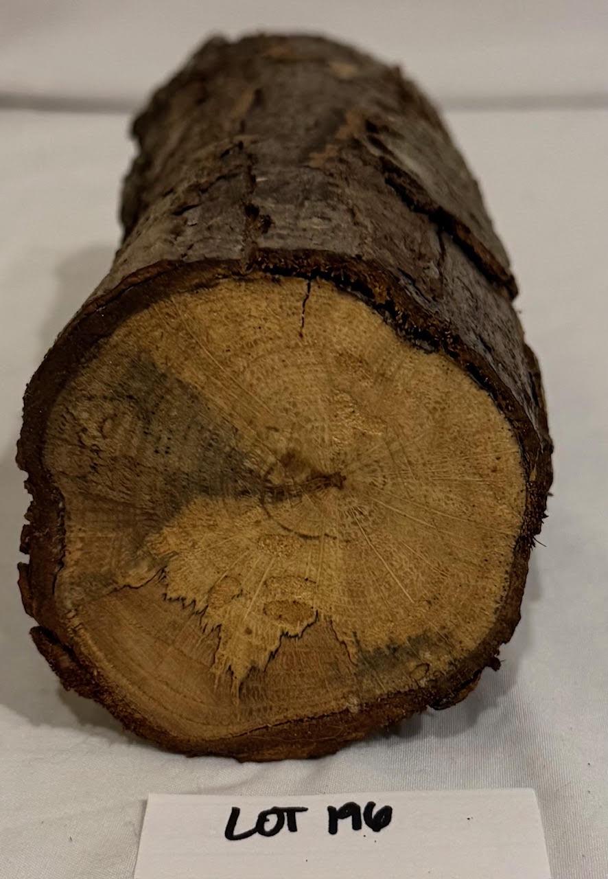 One Piece Lightly Spalted Oak Craft Log for Wood Working, Wood Carving ...