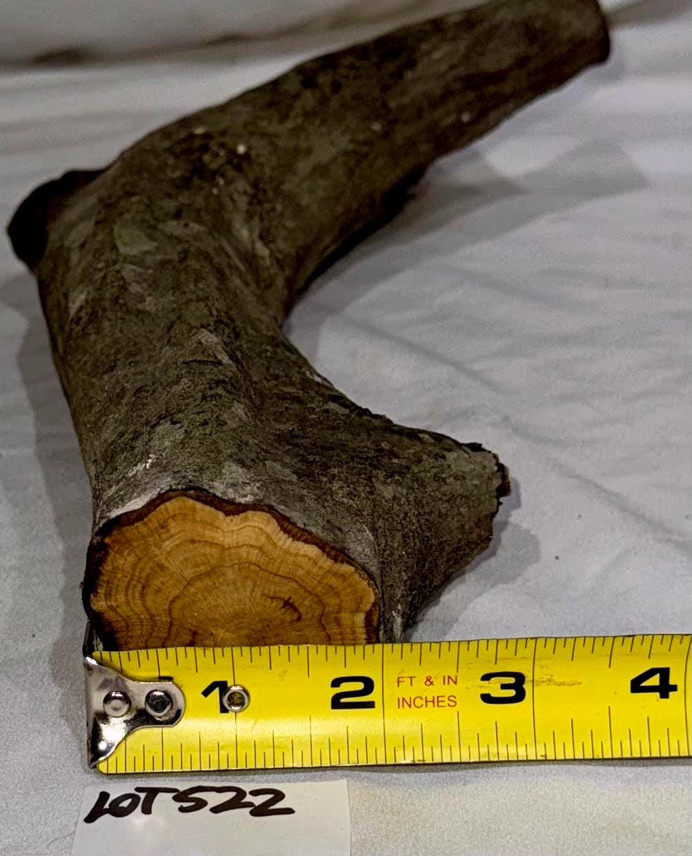 Musclewood Branch Junction, Woodworking Project Log (14.25 Inches) - Etsy