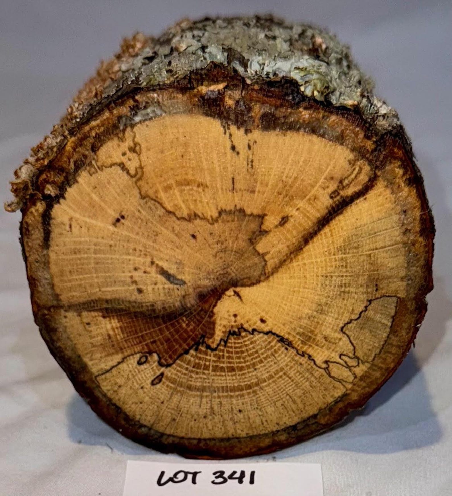 Beautiful Spalted Red Oak Craft Log, Project Wood for Wood Turning ...
