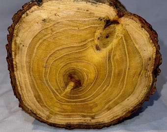 Large Spalted Red Oak Craft Log, Project Wood for Wood Working, Wood ...