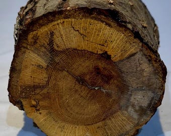 Beautiful Spalted Red Oak Craft Log, Project Wood for Wood Turning ...