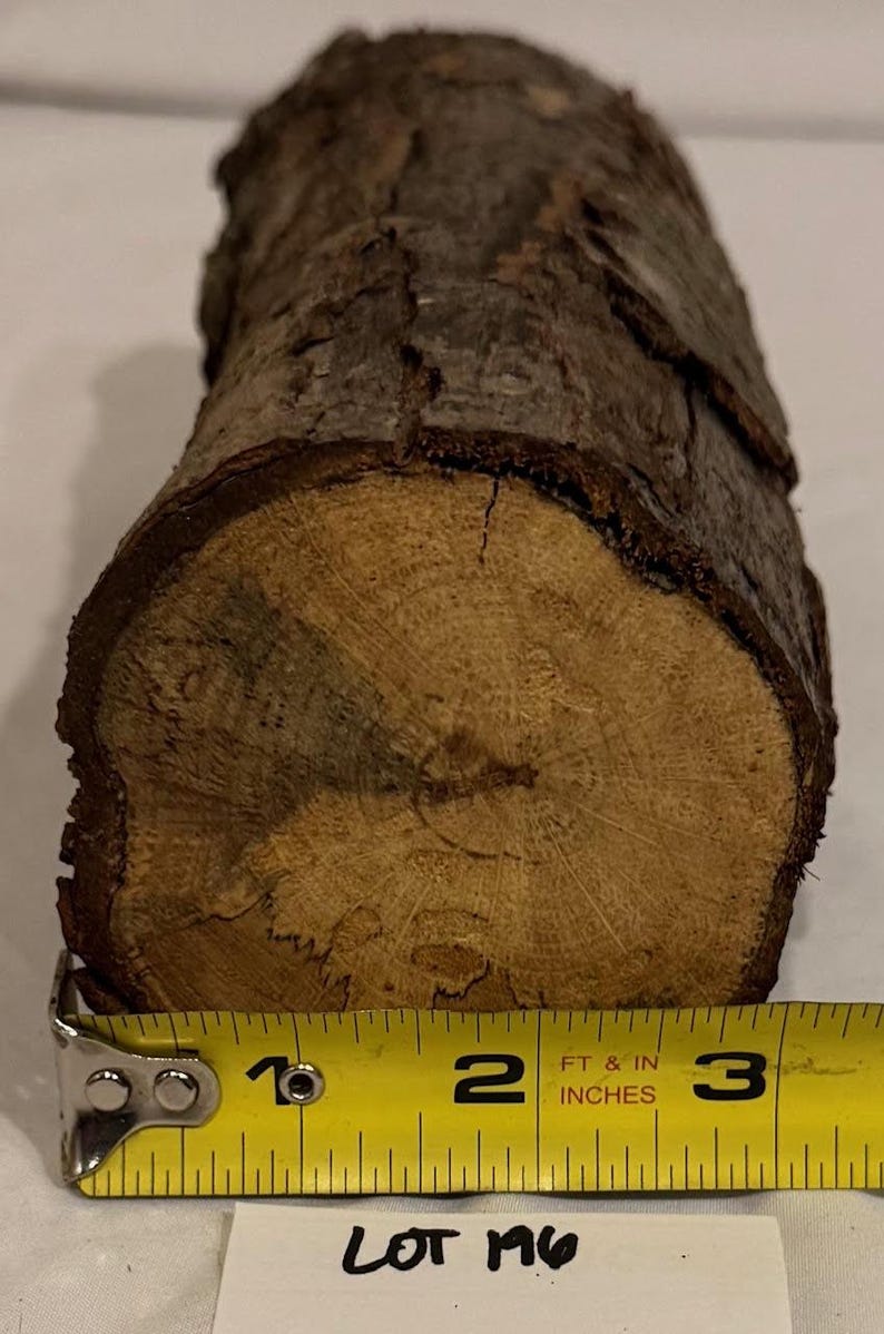 One Piece Lightly Spalted Oak Craft Log for Wood Working, Wood Carving ...