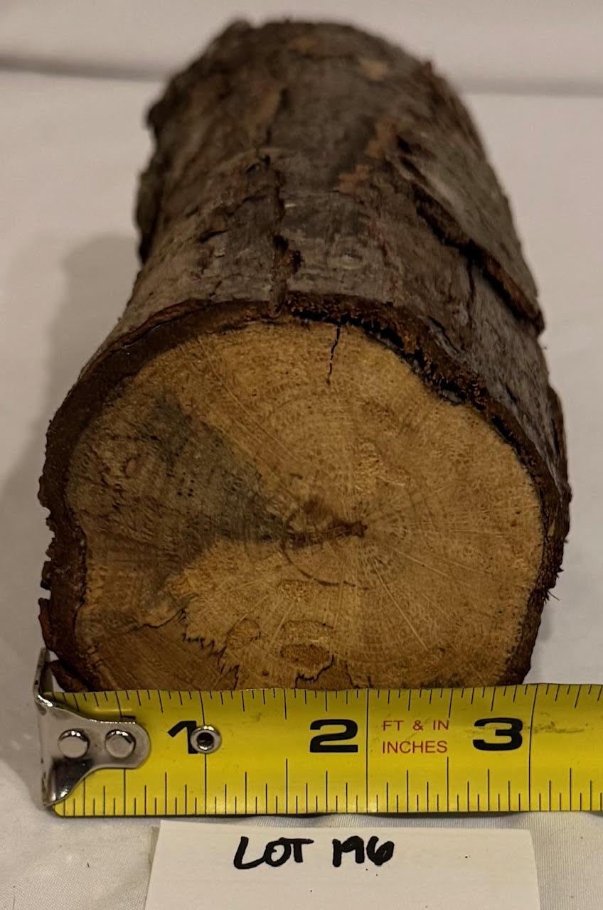 One Piece Lightly Spalted Oak Craft Log for Wood Working, Wood Carving ...