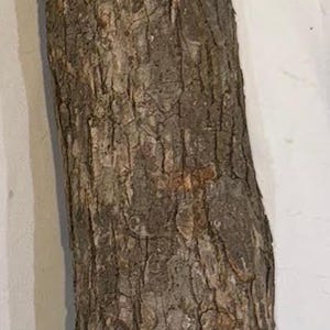 American Hornbeam, Blue Beech, Ironwood, Musclewood Craft Log, Green ...