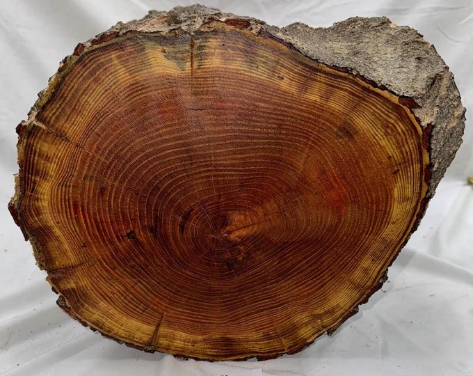 Huge Honey Locust Project Log With Branch Junction, Green Project Wood ...