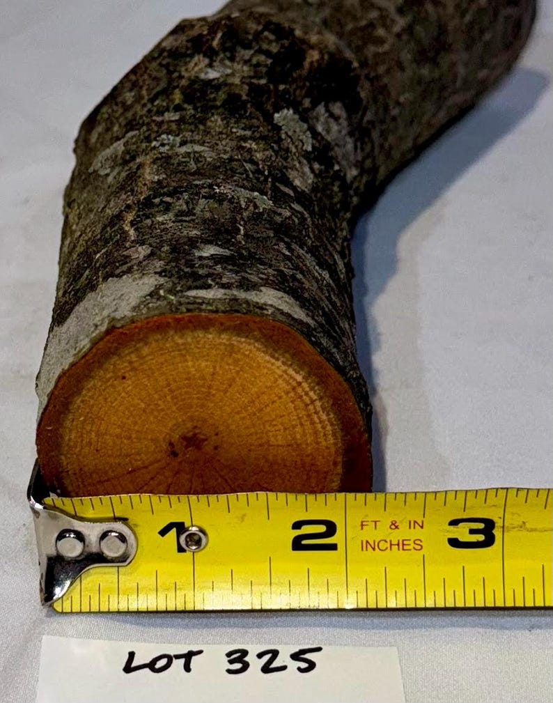 Honey Locust Craft Log, Green Project Wood for Wood Working, Wood ...