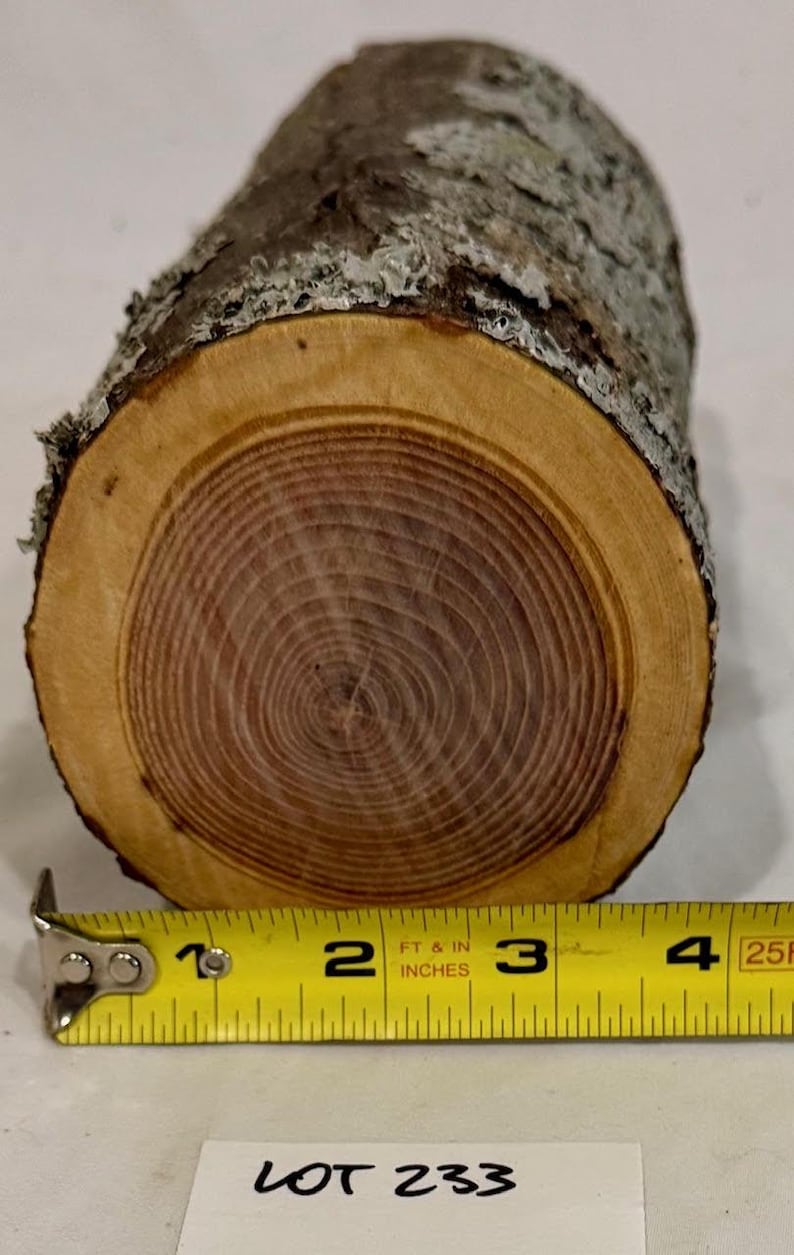 Honey Locust Project Log, Green Project Wood for Woodworking, Wood ...