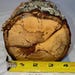 Beautiful Spalted Red Oak Craft Log, Project Wood for Wood Turning ...