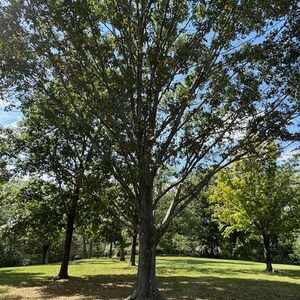 12+ Northern Red Oak Craft Acorns, Craft Supplies, Seasonal Decoration ...