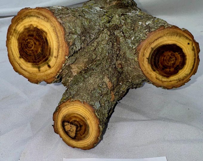 Black Locust Project Log With Multiple Branch Junction, 9.5 X 3.25 ...