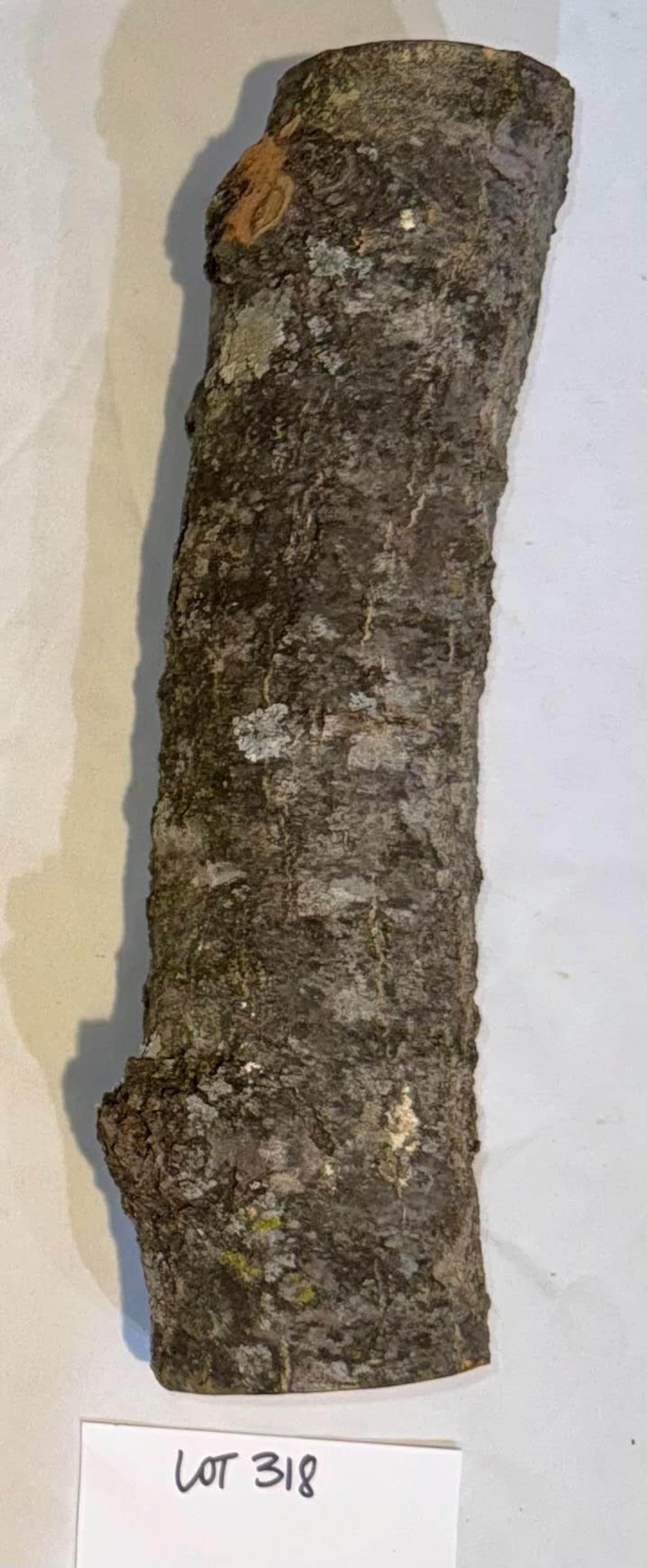 Honey Locust Craft Log, Green Project Wood for Wood Working, Wood ...