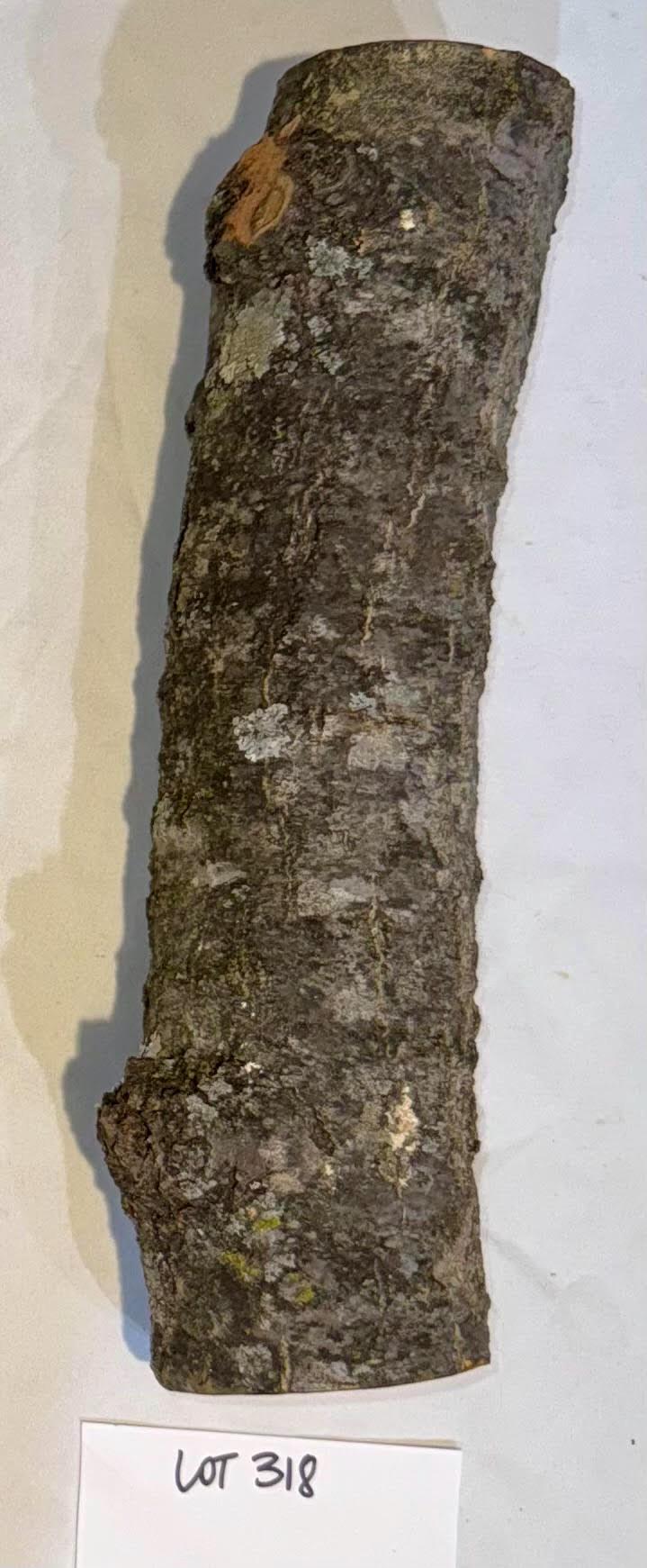 Honey Locust Craft Log, Green Project Wood for Wood Working, Wood ...