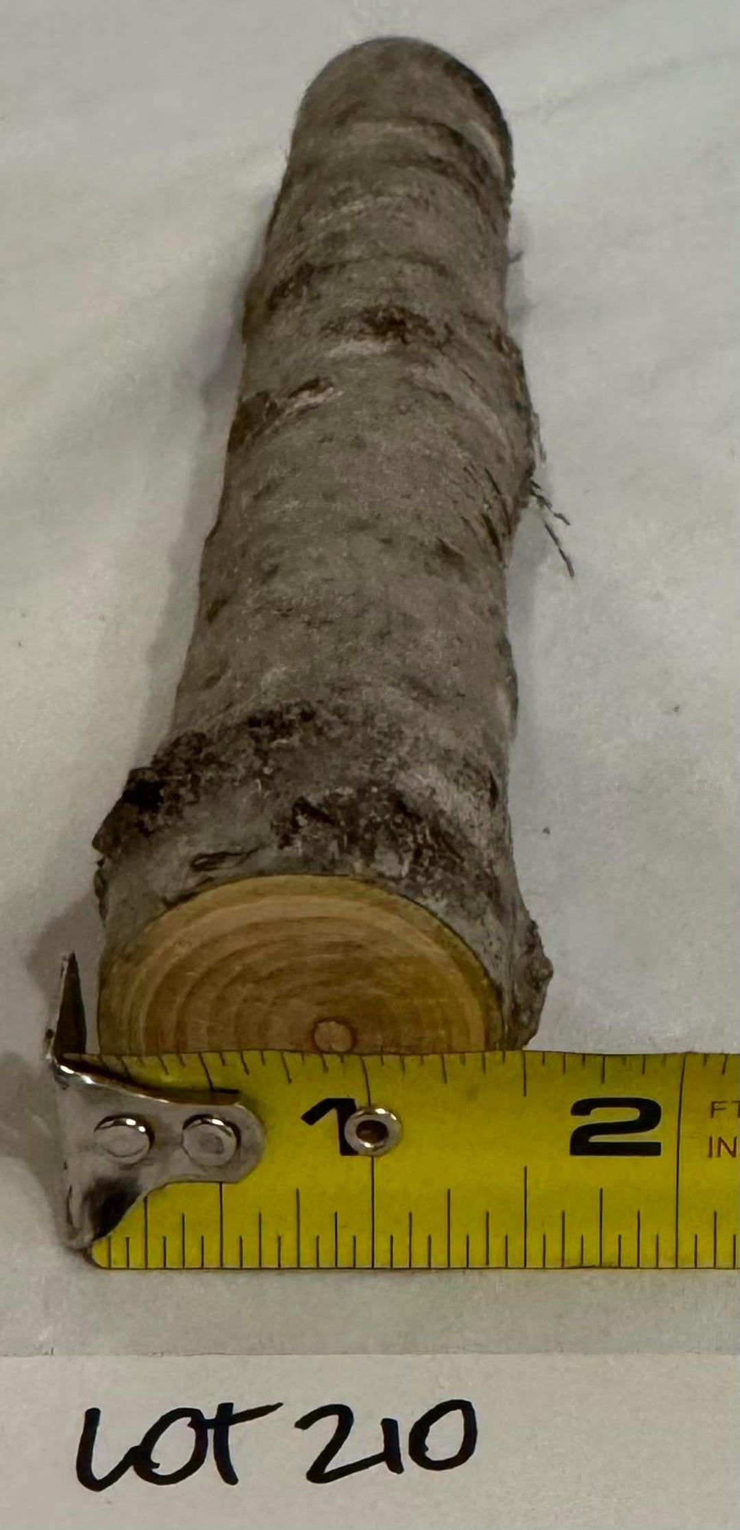 One Piece Ash Craft Log for Wood Working, Wood Turning, Wood Carving ...