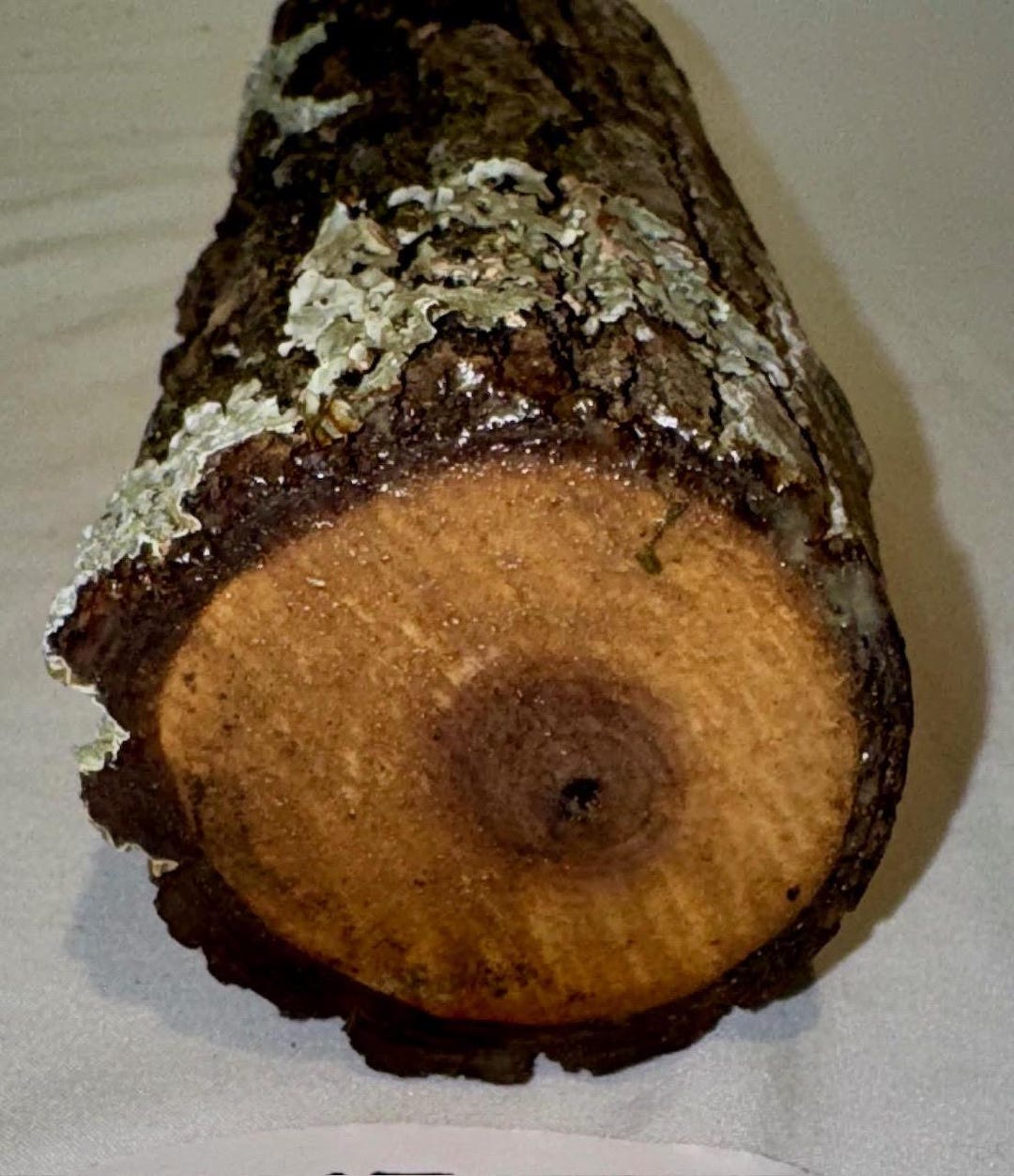 One Piece Black Walnut Craft Log for Woodworking, Woodturning, Carving ...