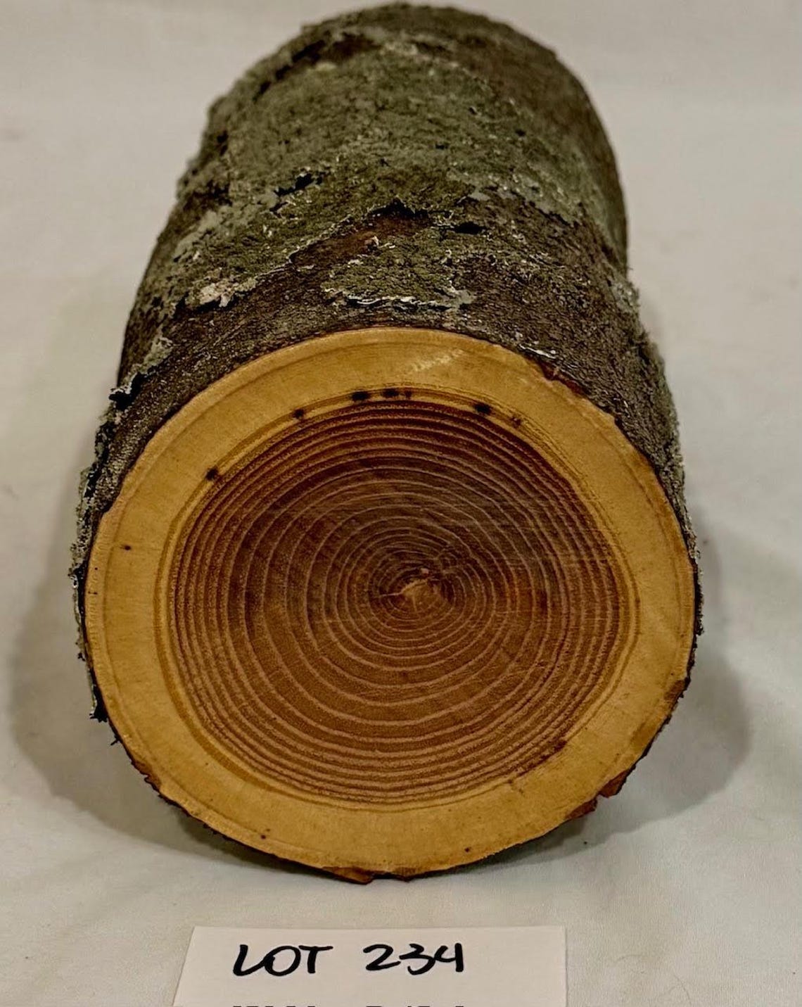 Honey Locust Project Log, Green Project Wood for Wood Carving, Wood ...