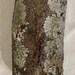 Honey Locust Wood, Green Project Wood, Woodworking Blanks (8.75x4 ...