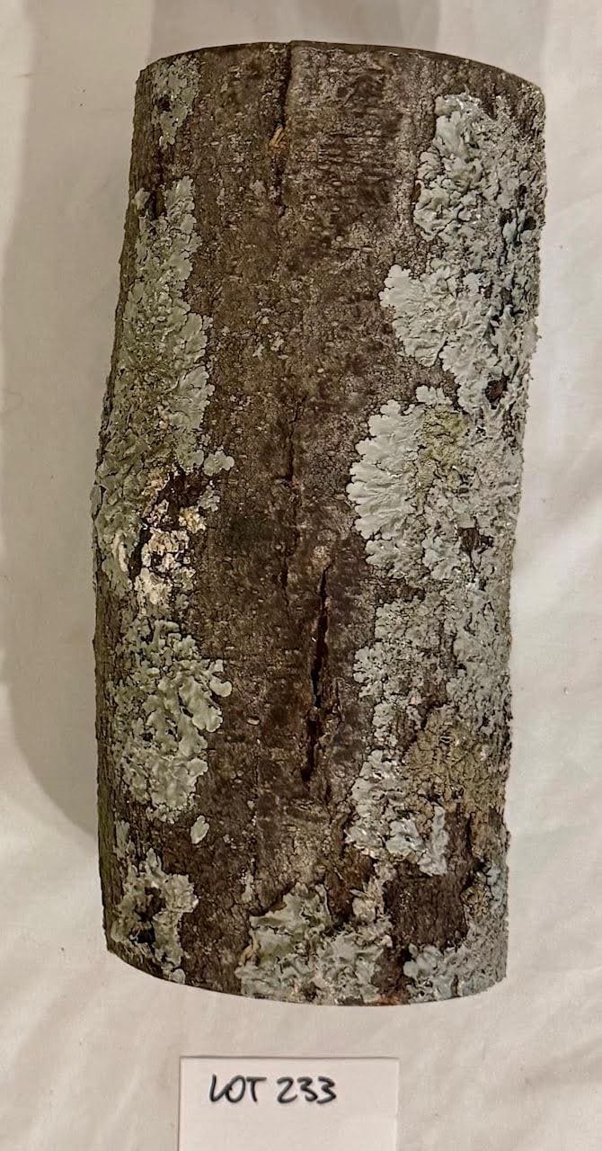 Honey Locust Project Log, Green Project Wood for Woodworking, Wood ...