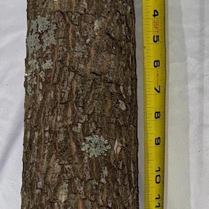 Persimmon Project Log, Green Project Wood for Woodworking, Wood Carving ...