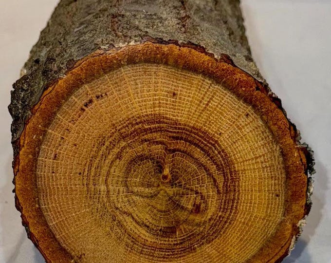 Honey Locust Project Log, Green Project Wood for Woodworking, Wood ...