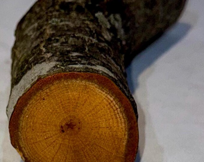 Honey Locust Wood Craft Log, Woodworking Blanks (9.5x2 Inches) - Etsy