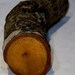 Honey Locust Craft Log, Green Project Wood for Wood Working, Wood ...