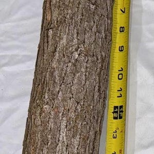 Sassafras Project Log, Green Project Log for Woodworking, Wood Carving ...